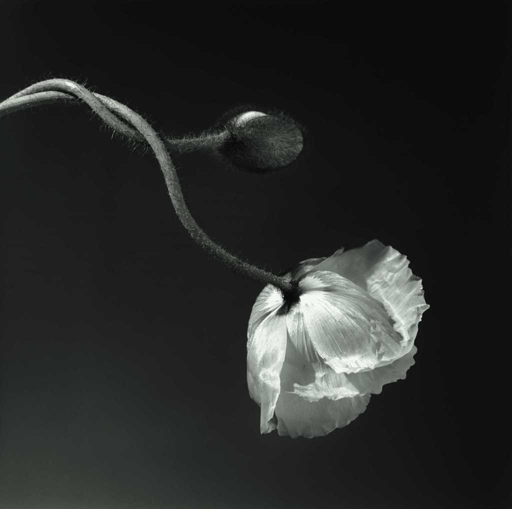 Robert Mapplethorpe – A Brief History | Identity and Place
